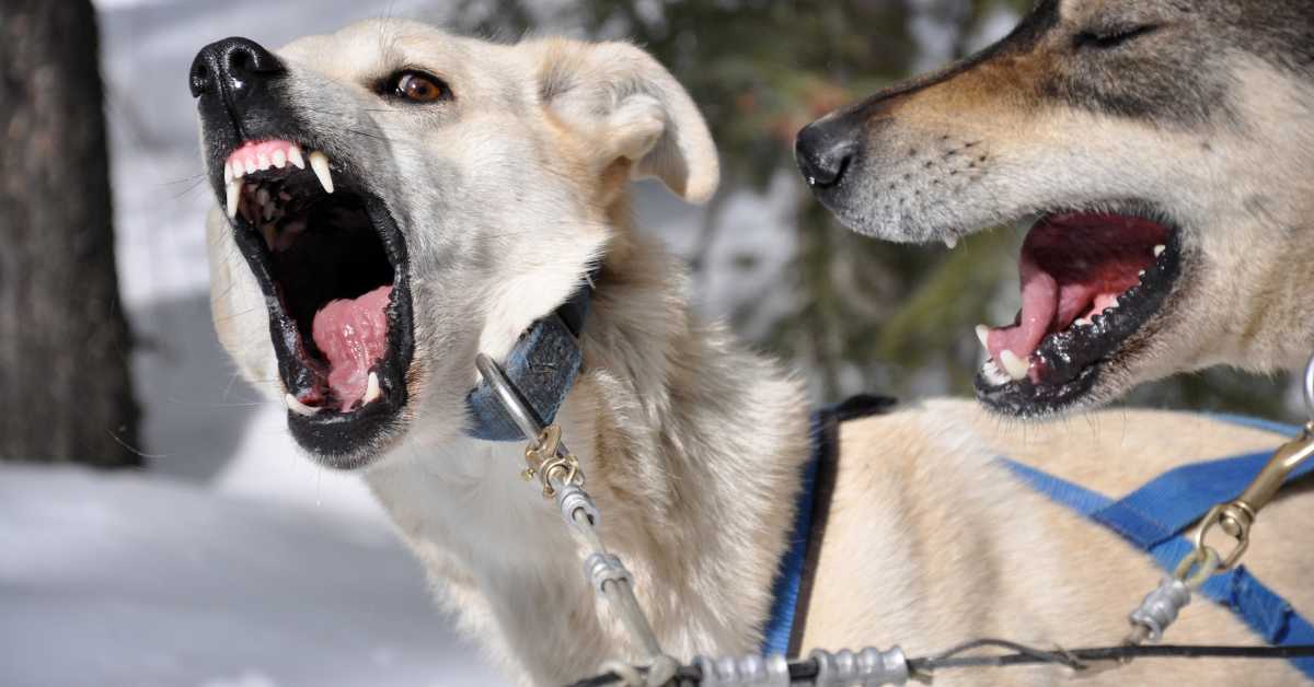 3 Types of Injuries Caused by a Dog Bite - Get Stewart